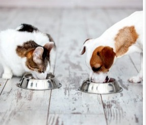 Boleh ke kucing makan makanan manusia, anjing makan makanan kucing dan ...